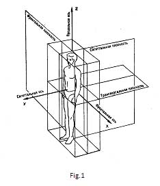 Asymmetry of the Human Body in Space