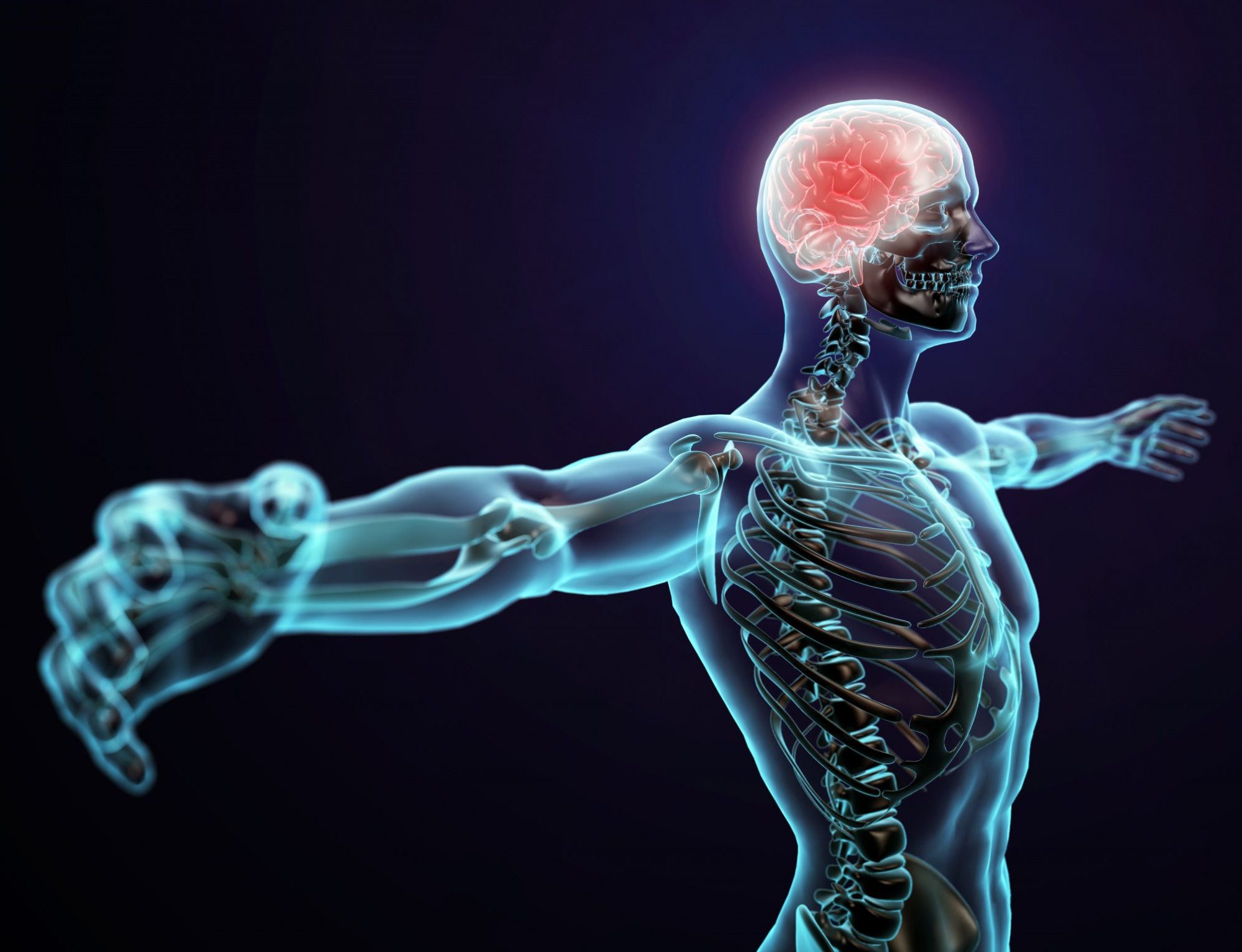 Asymmetry of the Human Body in Space