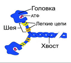 Миозин в мышечных волокнах